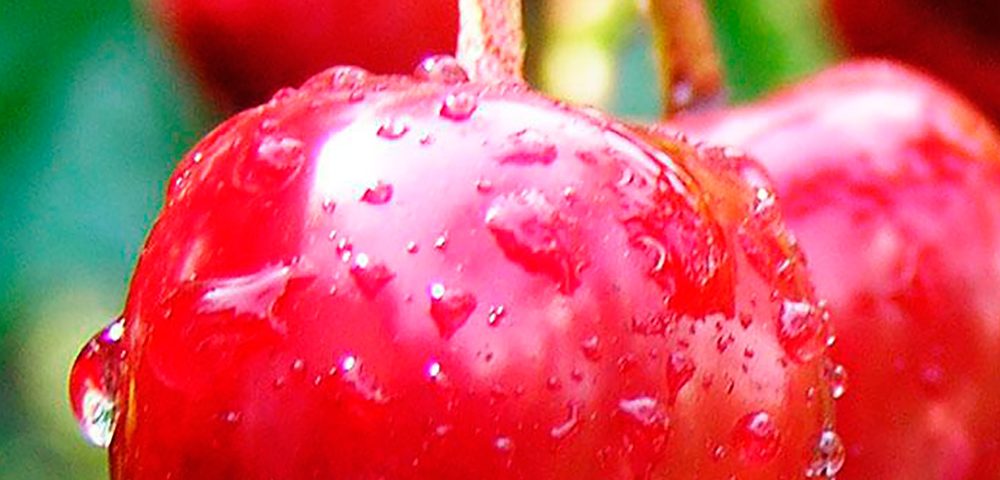 Daymsa – AEFA – Asociación Española de Fabricantes de Agronutrientes