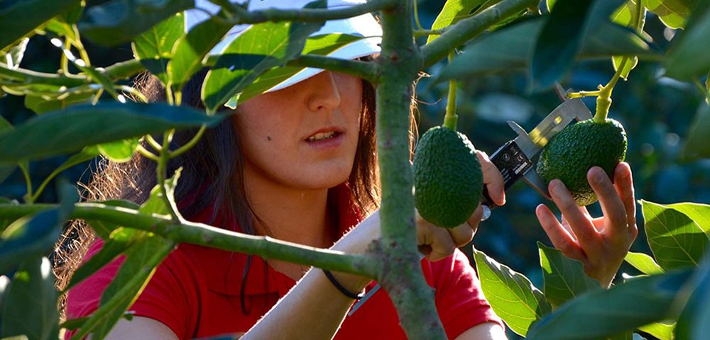 Fertilis – AEFA – Asociación Española de Fabricantes de Agronutrientes