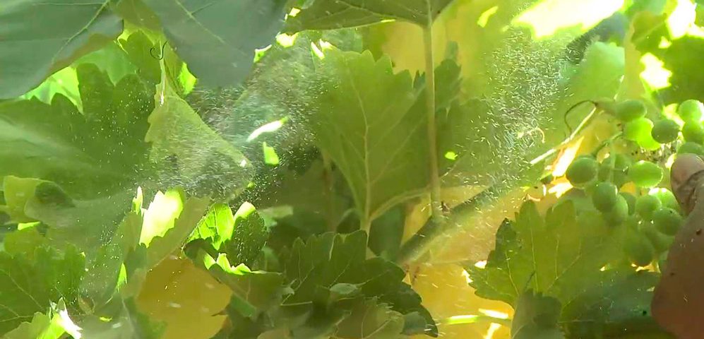 Tradecorp – AEFA – Asociación Española de Fabricantes de Agronutrientes