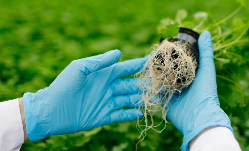 Los bioestimulantes microbianos | AEFA - Asociación Española de ...